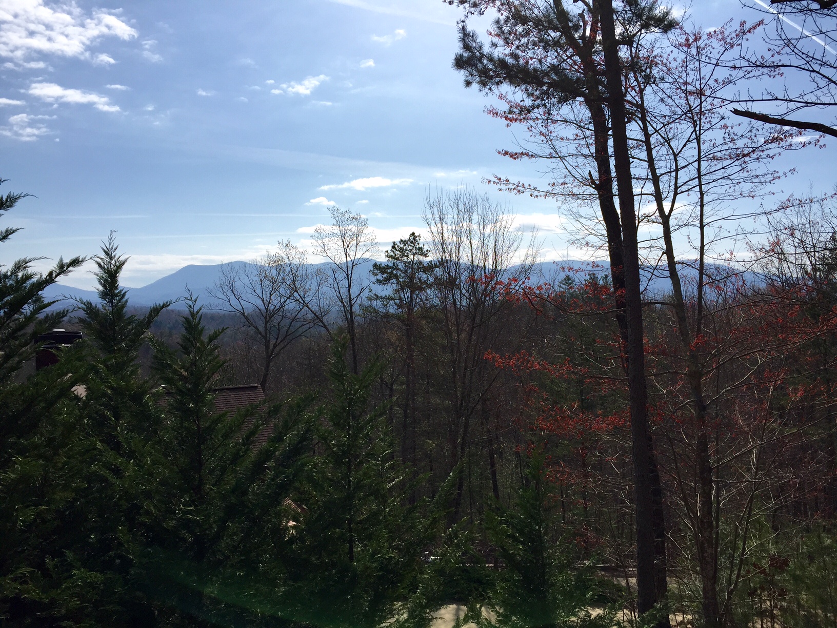 Trees in Georgia - Jolynn Raymond's Dark Obsessions